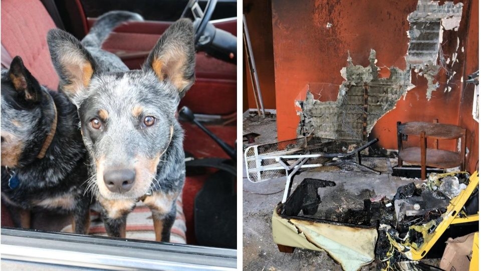 Perrito provoca incendio y se sienta a contemplar las llamas (Video)